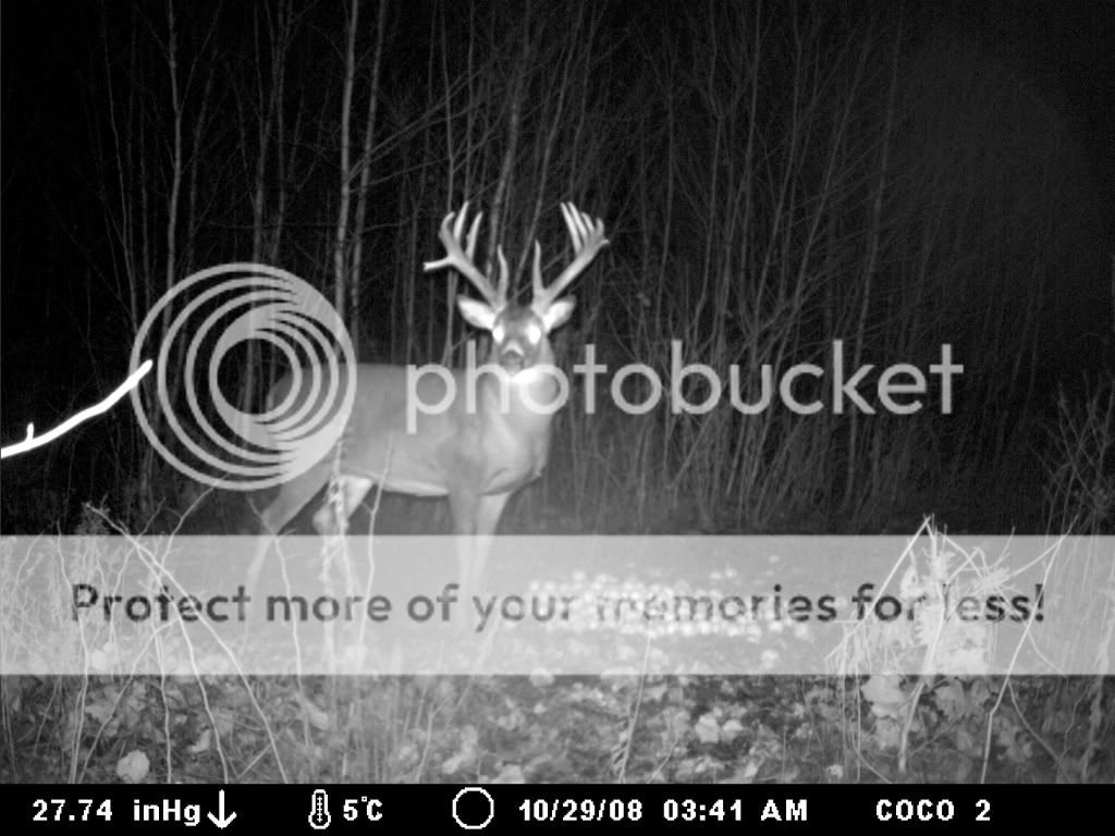 Gros Buck - chevreuil.net